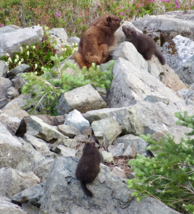 Vancouver Island marmots making a comeback in Strathcona Park – BC ...