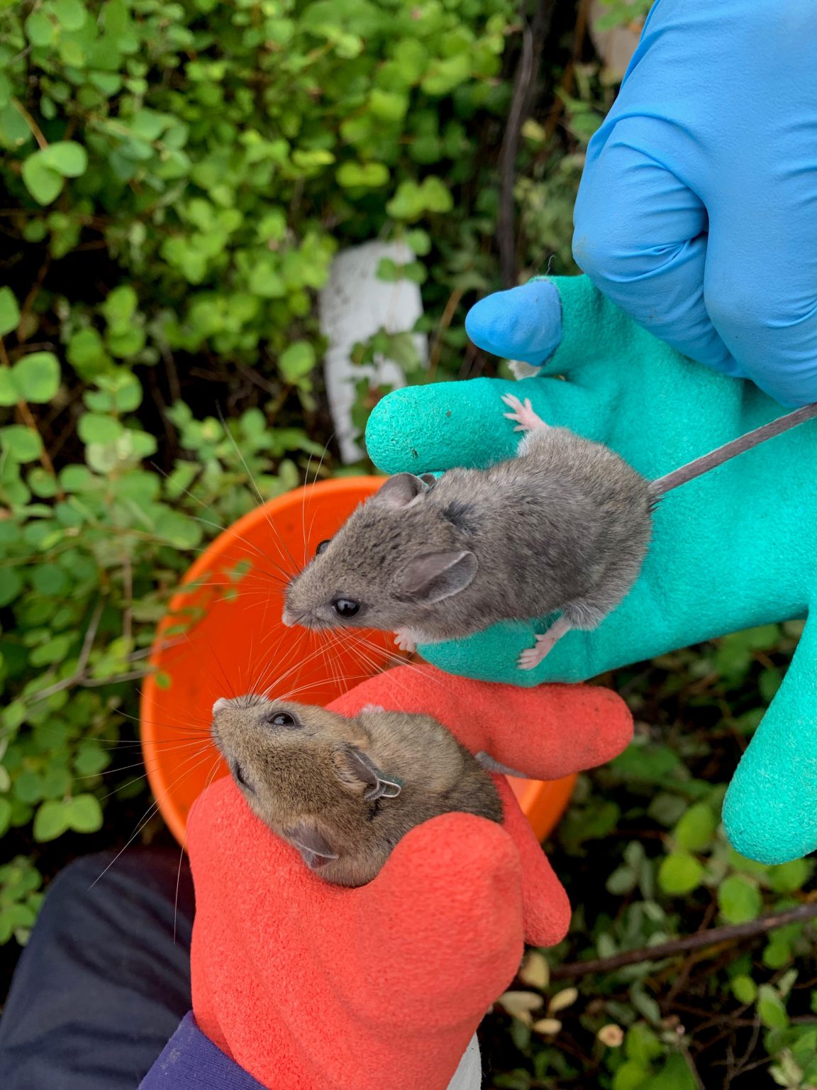 Okanagan Small Mammal Inventory Project – BC Parks Blog