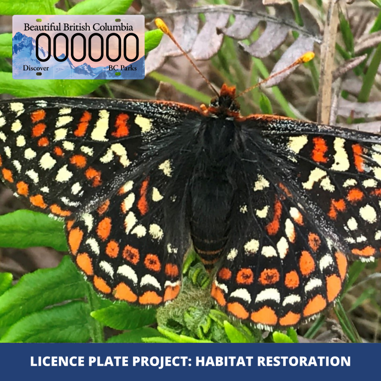 Habitat Enhancement for Taylor’s Checkerspot Butterflies on Helliwell ...