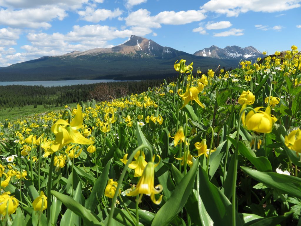 Meet Bill and Bev Ramey – Kakwa Park Backcountry Hosts – BC Parks Blog