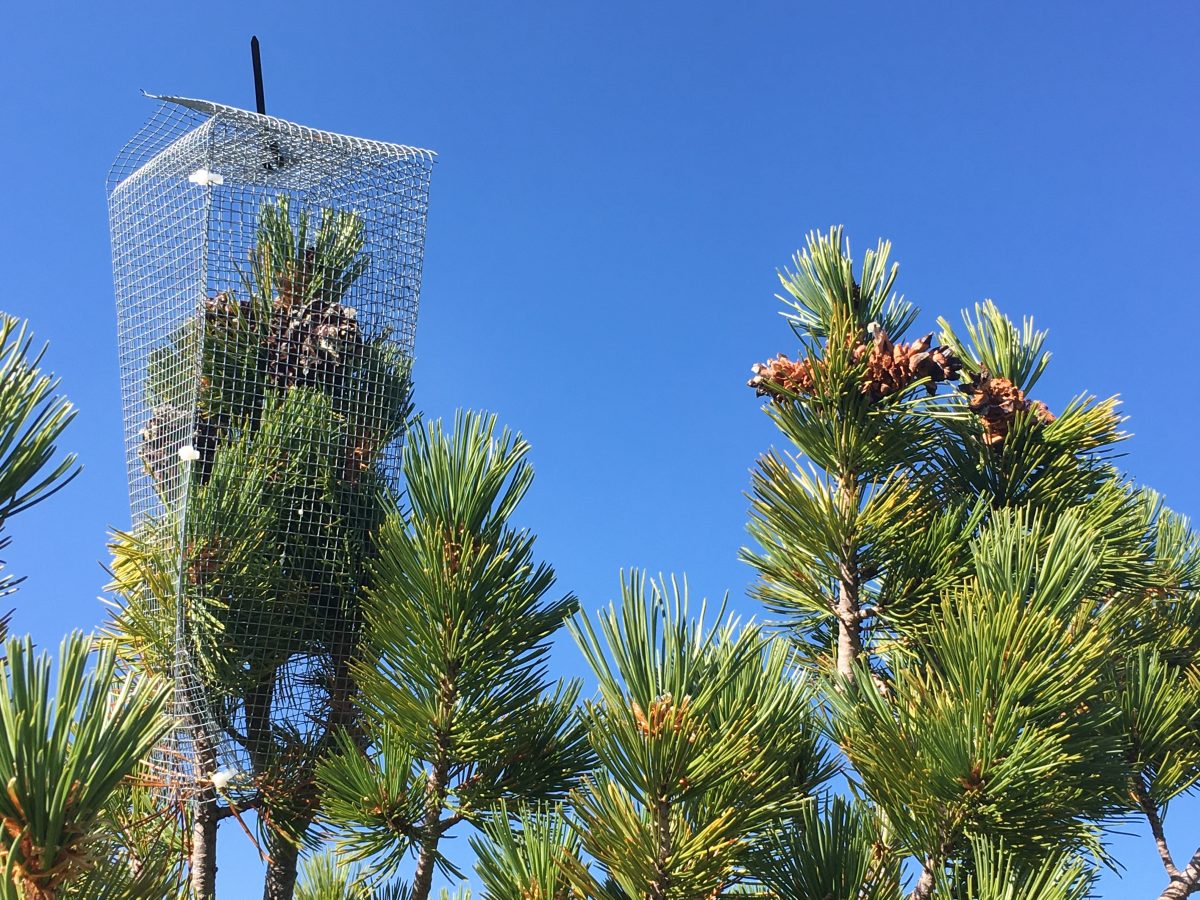 Celebrating Conservation: 12 highlights of the conservation program in ...