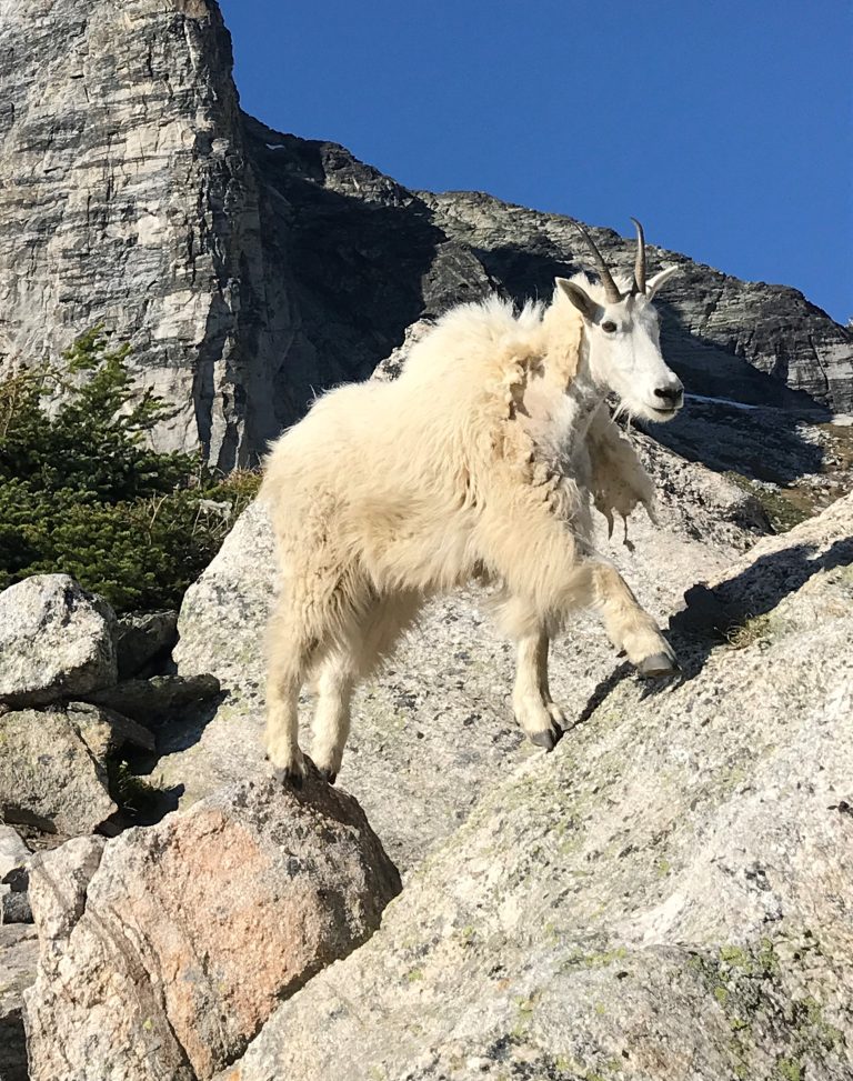 Preventing human-goat conflicts in Valhalla Park – BC Parks Blog